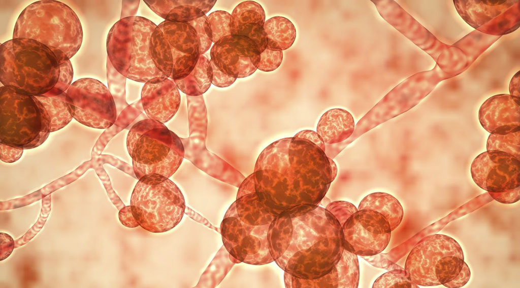 Fungus Resistance Determination Test